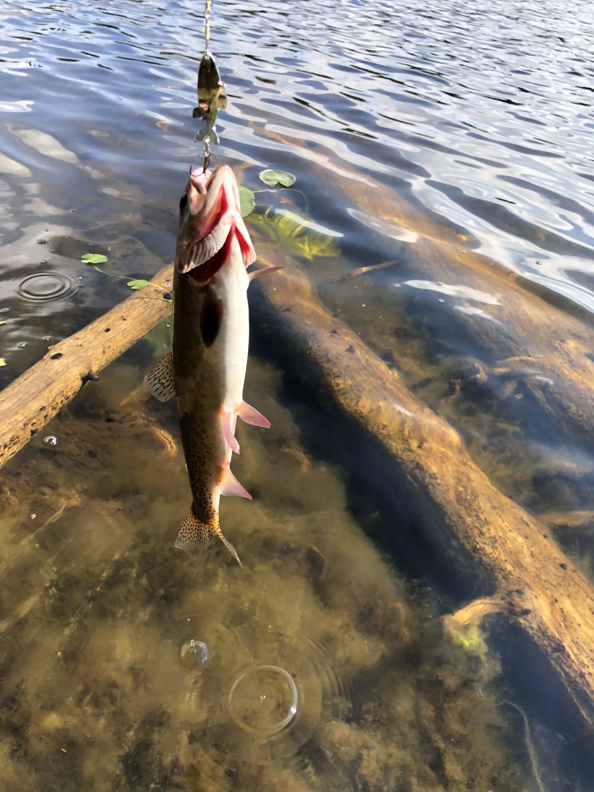 2020.08.29 Fishing Papoose and Moccasin Lakes – PedalPaddleRod